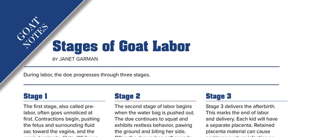 Stages of Goat Labor - Goat Journal